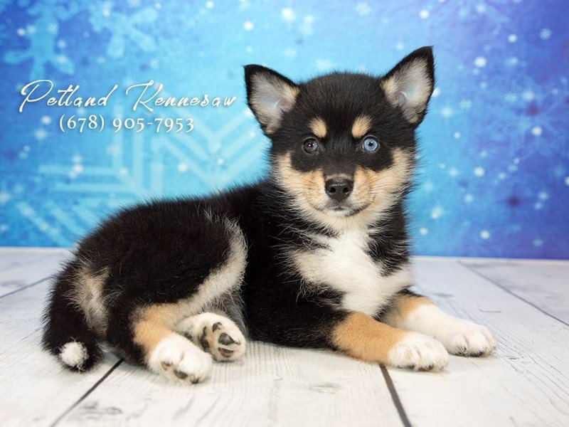 Pomsky Puppy Black Tan / White ID:21742 Located at Petland Mall of Georgia