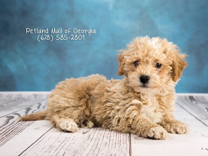 Cavapoo Puppy Apricot ID:1242 Located at Petland Mall of Georgia