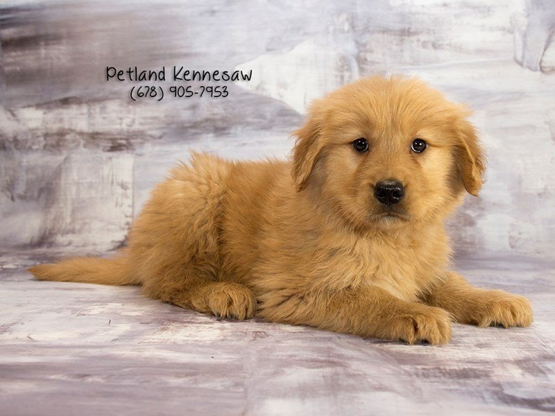 Golden Retriever Puppy Dark Golden ID:21919 Located at Petland Mall of ...