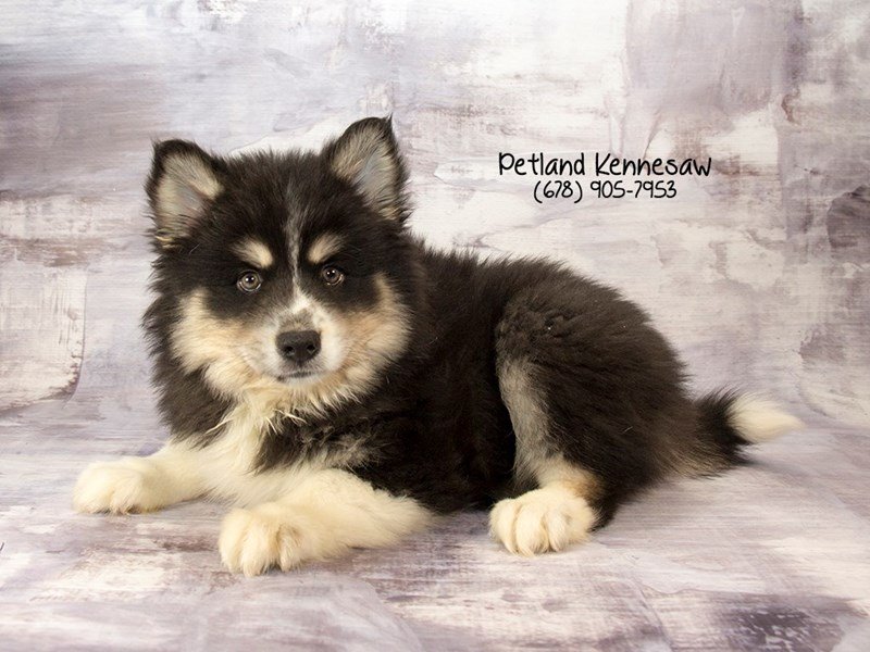 Pomsky Puppy Black Tan / White ID:21930 Located at Petland Mall of Georgia