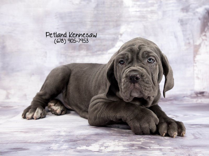 Neapolitan Mastiff Puppy Blue ID:21977 Located at Petland Mall of Georgia