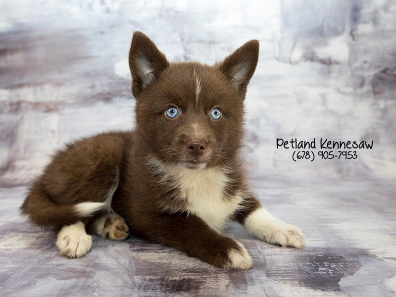 Pomsky Puppy Red / White ID:22043 Located at Petland Mall of Georgia