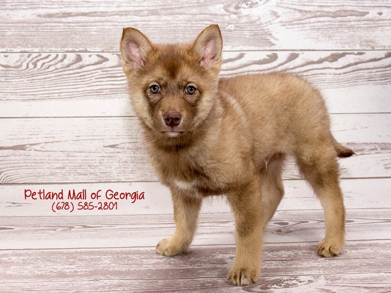 Pomsky Puppy Brown ID:1404 Located at Petland Mall of Georgia