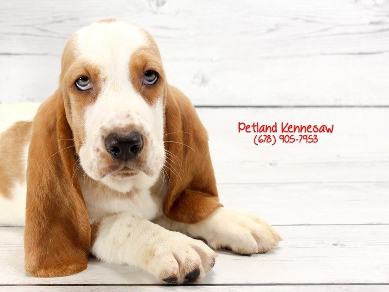 Basset Hound Puppy Lemon / White ID:22104 Located at Petland Mall of ...
