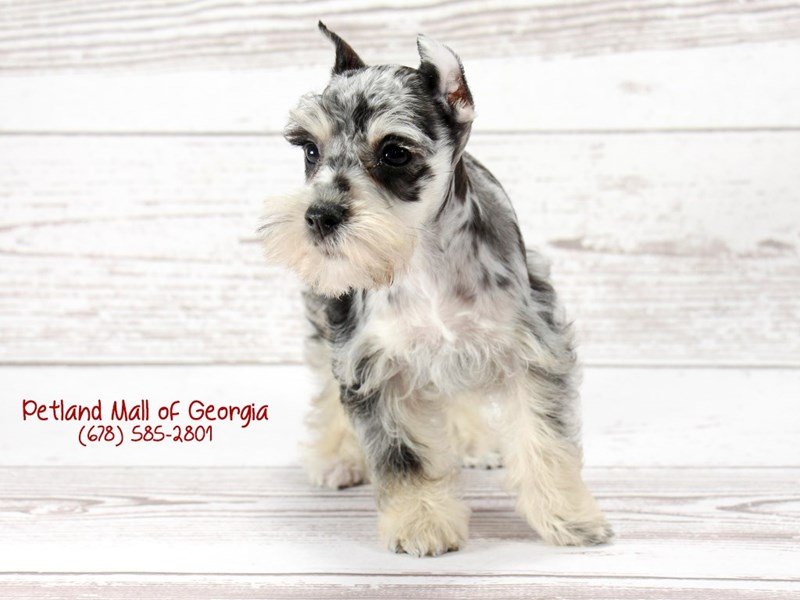 Miniature Schnauzer Puppy Blue Merle ID:1427 Located at Petland Mall of ...