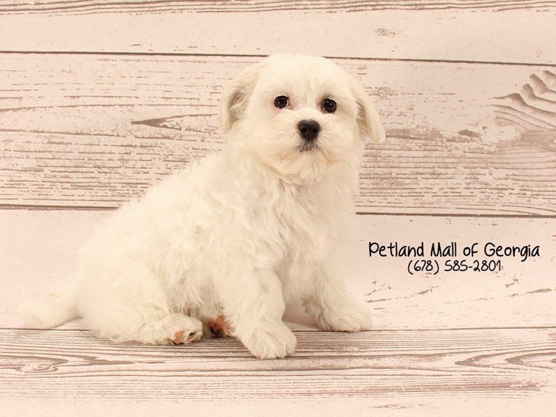 Teddy Bear Puppy White with Cream ID:1434 Located at Petland Mall of ...