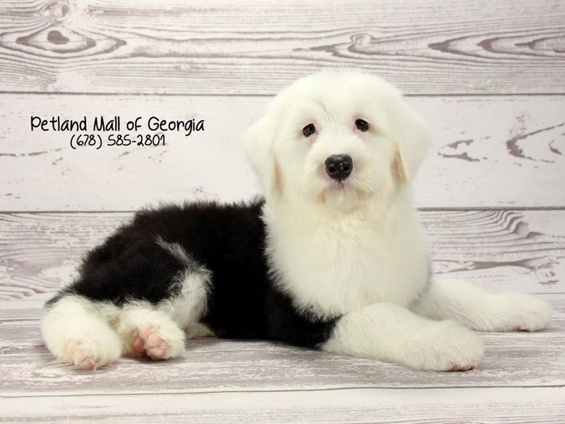 Old English Sheepdog Puppy Black / White ID:1517 Located at Petland ...
