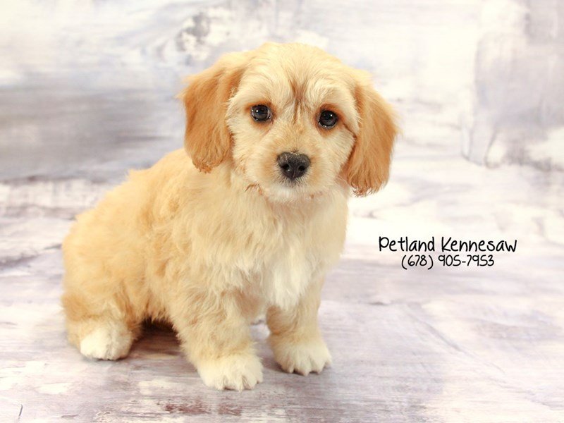 Cavachon Puppy Ruby ID:22271 Located at Petland Mall of Georgia