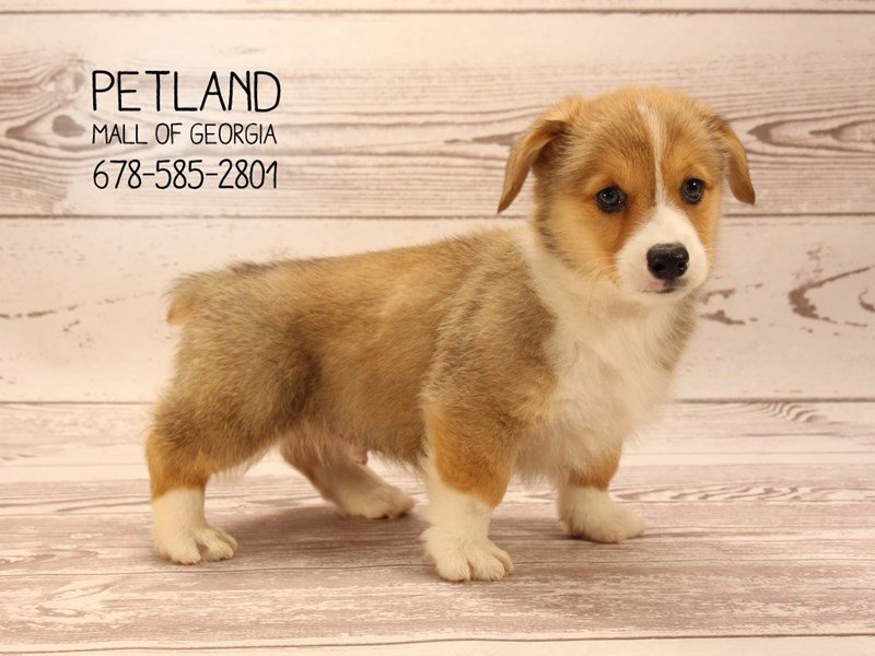 Pembroke Welsh Corgi Puppy Sable / White ID:1590 Located at Petland ...