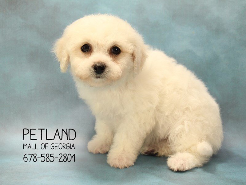 Bichon Frise Puppy White ID:1585 Located at Petland Mall of Georgia