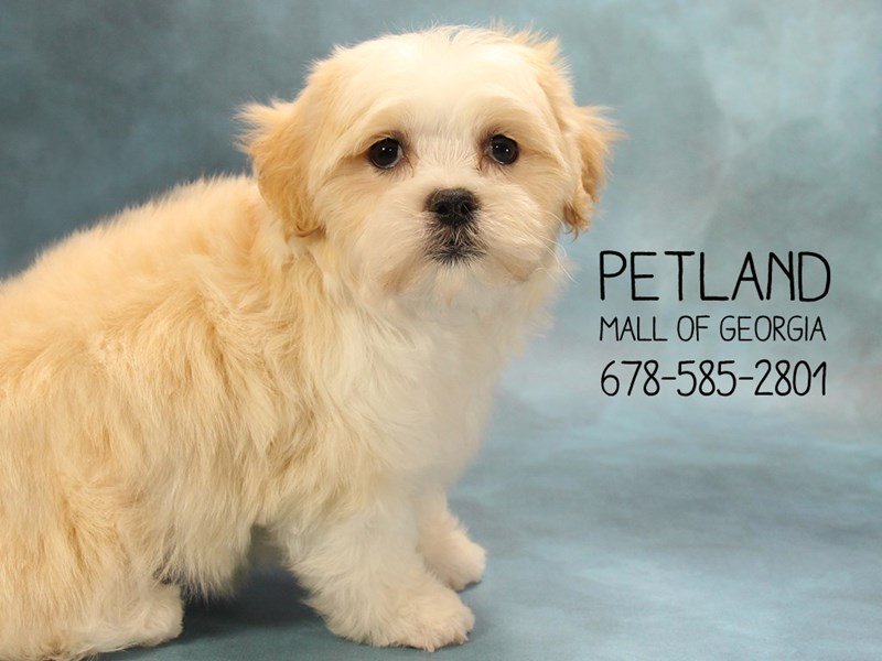 Teddy Bear Puppy Cream ID:1614 Located at Petland Mall of Georgia