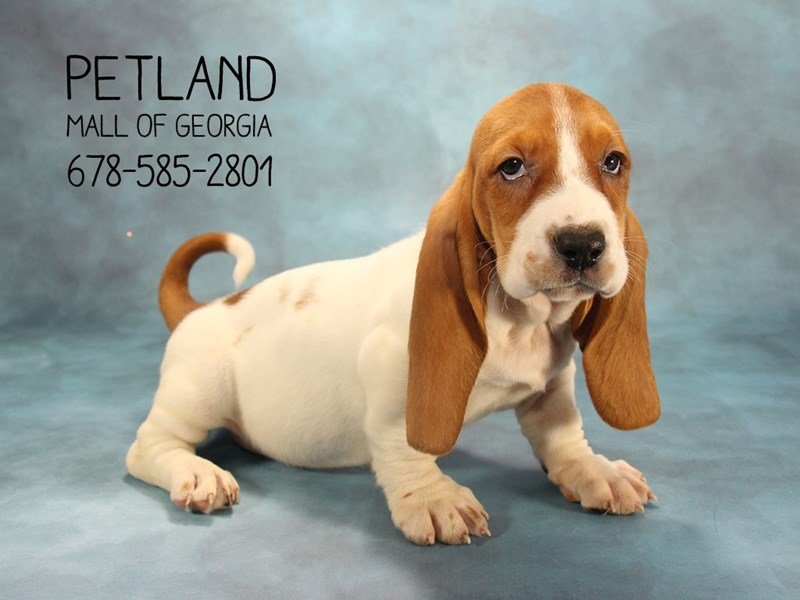 Basset Hound Puppy Red / White ID:1638 Located at Petland Mall of Georgia