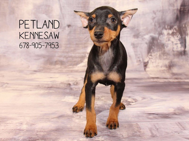 Miniature Pinscher Puppy Black / Rust ID:22439 Located at Petland Mall ...
