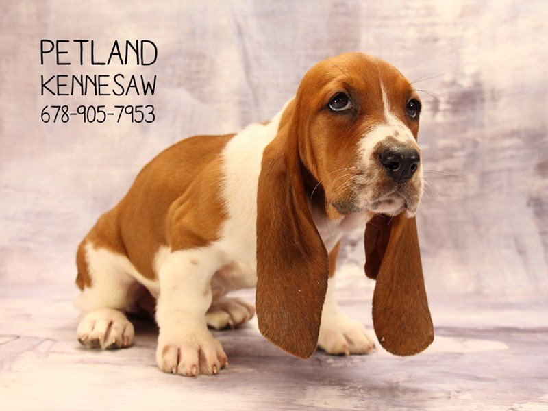 Basset Hound Puppy Red / White ID:22491 Located at Petland Mall of Georgia