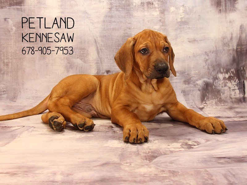 Rhodesian Ridgeback Puppy Red Wheaten ID:22517 Located at Petland Mall ...