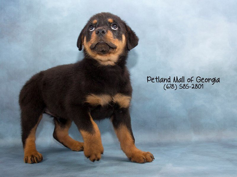 Rottweiler Puppy Black and Rust ID:1824 Located at Petland Mall of Georgia