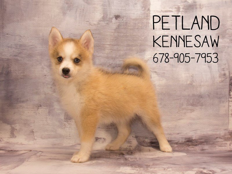 Pomsky Puppy Red / White ID:22739 Located at Petland Mall of Georgia