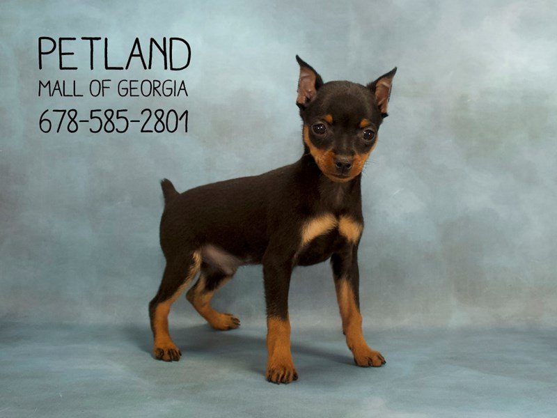 Miniature Pinscher Puppy Black / Rust ID:2002 Located at Petland Mall ...