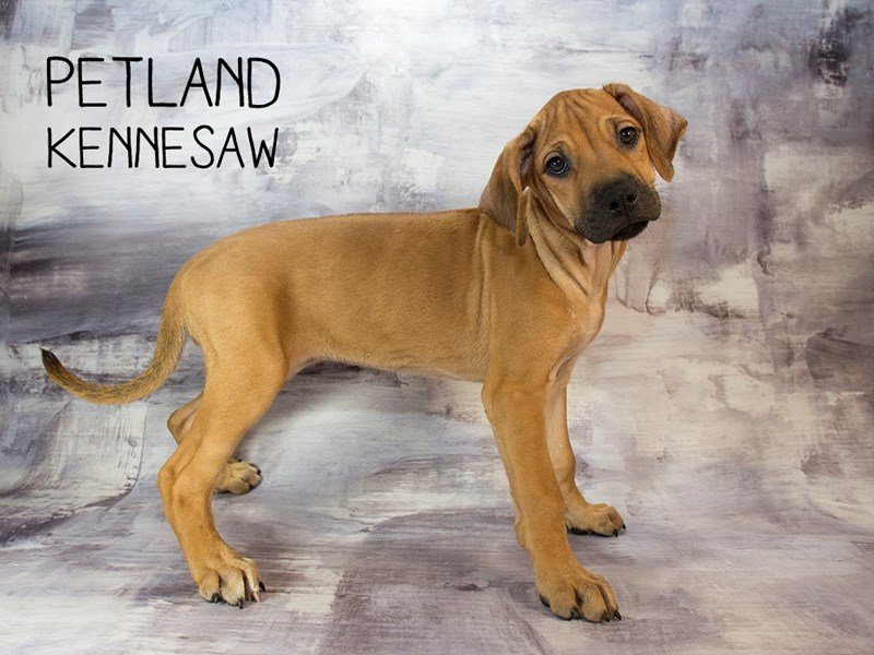 Rhodesian Ridgeback Puppy Wheaten ID:23029 Located at Petland Mall of ...