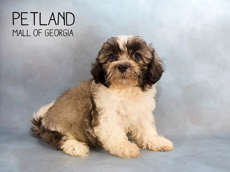 Teddy Bear Puppy Gray and White ID:2324 Located at Petland Mall of Georgia