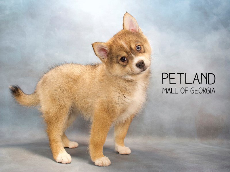 Pomsky Puppy Brindle / White ID:2629 Located at Petland Mall of Georgia