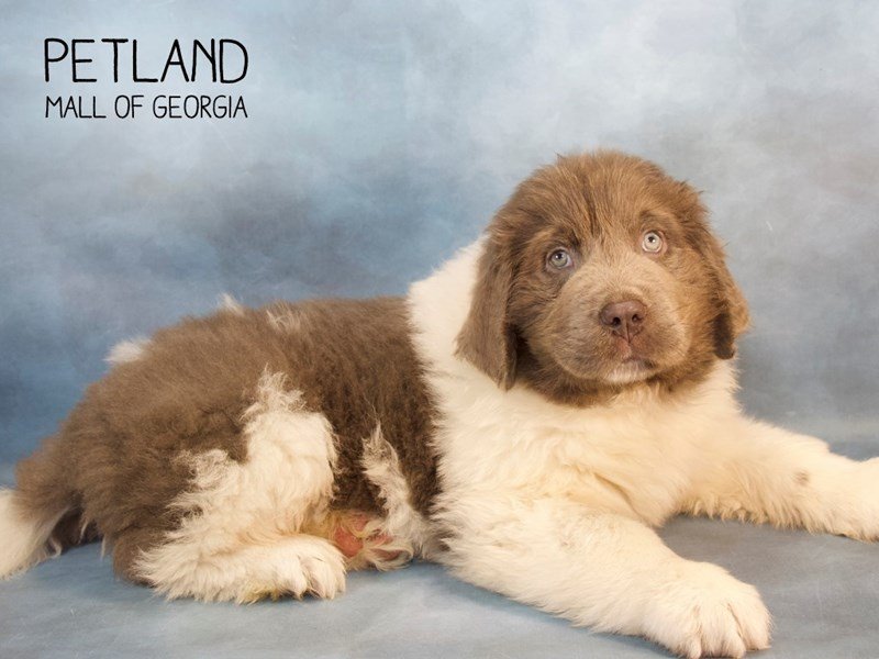 Newfoundland Puppy gray white ID:2652 Located at Petland Mall of Georgia