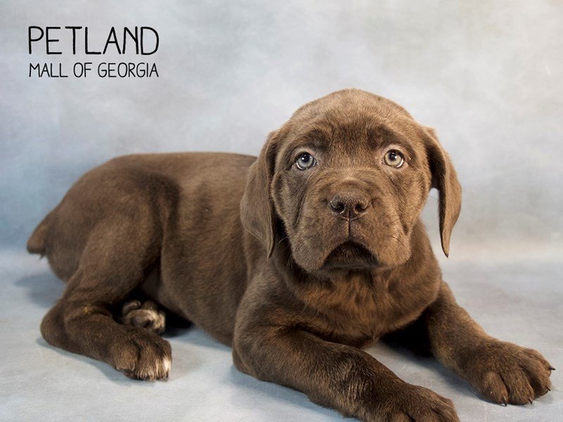 Cane Corso Puppy Blue ID:2669 Located at Petland Mall of Georgia