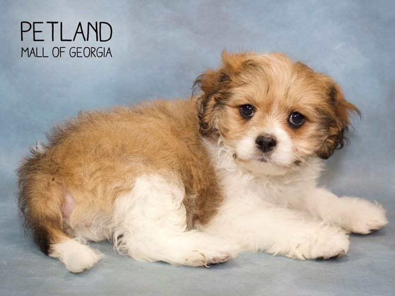 Cavachon Puppy Brown / White ID:2782 Located at Petland Mall of Georgia