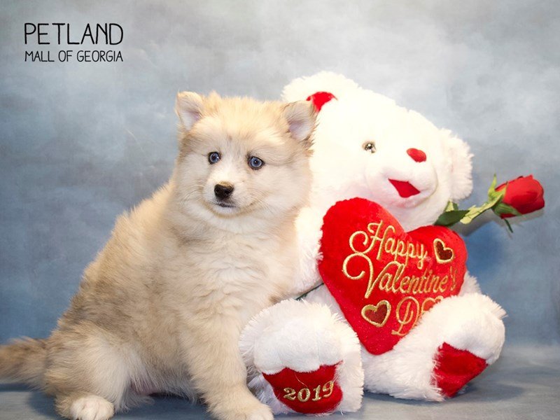 Pomsky Puppy Cream Sable ID:2850 Located at Petland Mall of Georgia