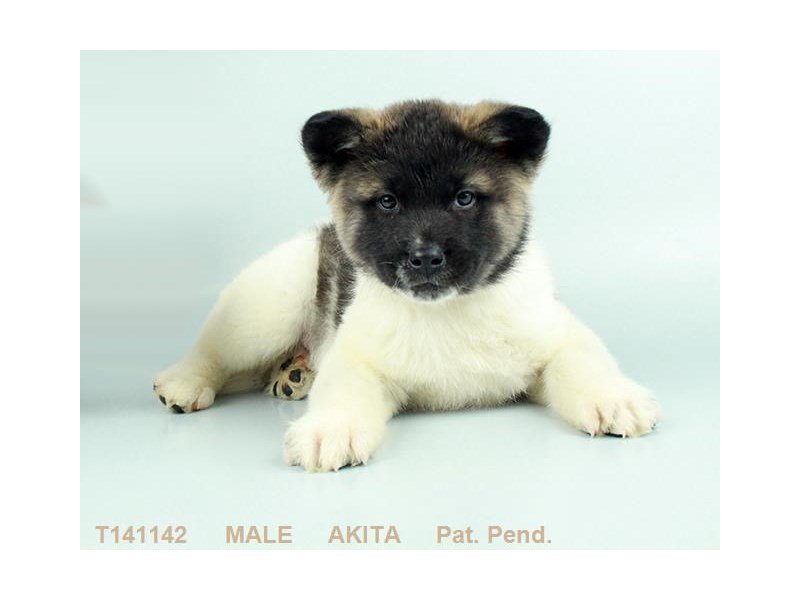 Akita Puppies - Breed Info - Petland Mall of Georgia