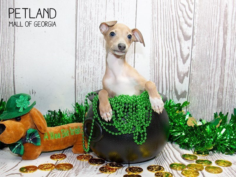 Italian Greyhound Puppy Blue Fawn ID:3040 Located at Petland Mall of ...