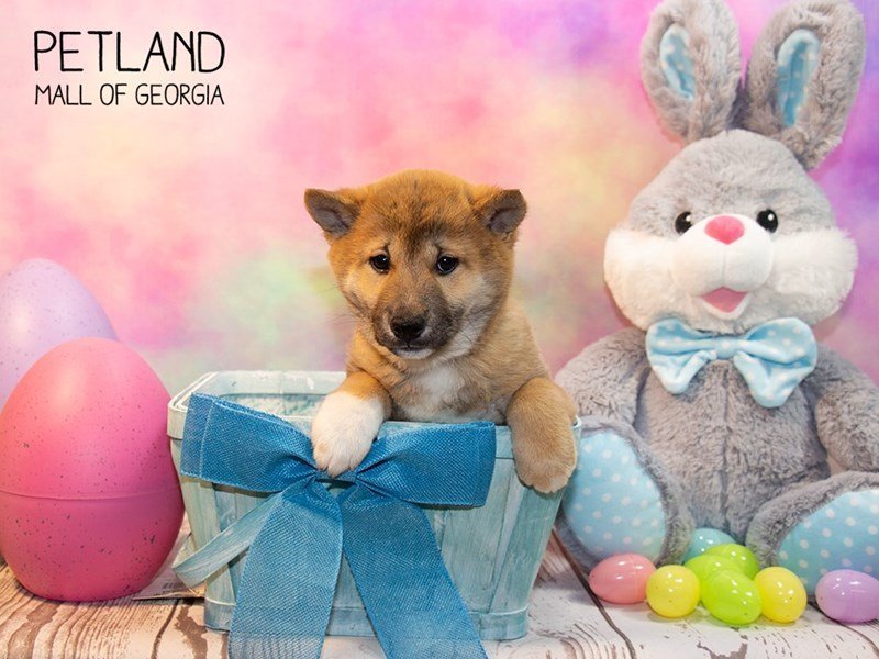 Shiba Inu Puppy Red Sesame ID:3139 Located at Petland Mall of Georgia
