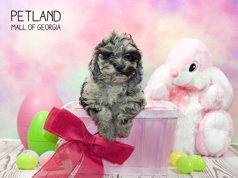 Cockapoo Puppy BLUE MERLE ID:3195 Located at Petland Mall of Georgia