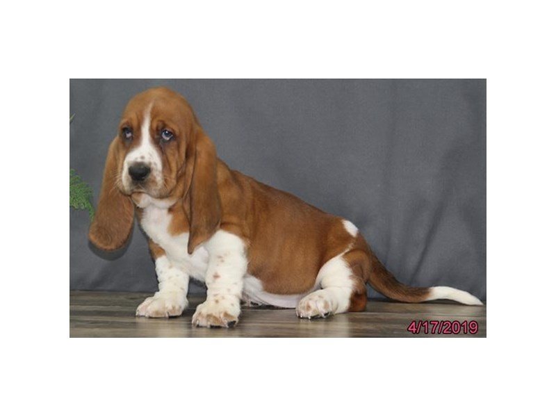 Basset Hound Puppy Red / White ID:3210 Located at Petland Mall of Georgia