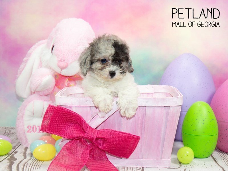 Miniature Poodle Puppy Blue Merle Parti ID:3224 Located at Petland Mall ...