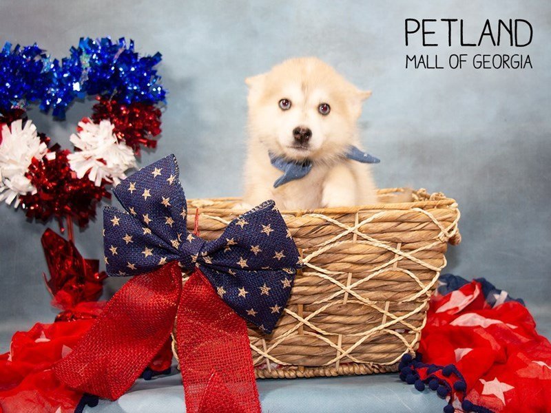 Pomsky Puppy Sable Merle ID:3320 Located at Petland Mall of Georgia