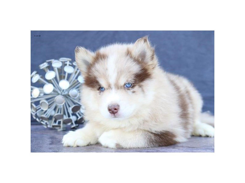 Pomsky Puppy Chocolate Merle ID:3338 Located at Petland Mall of Georgia