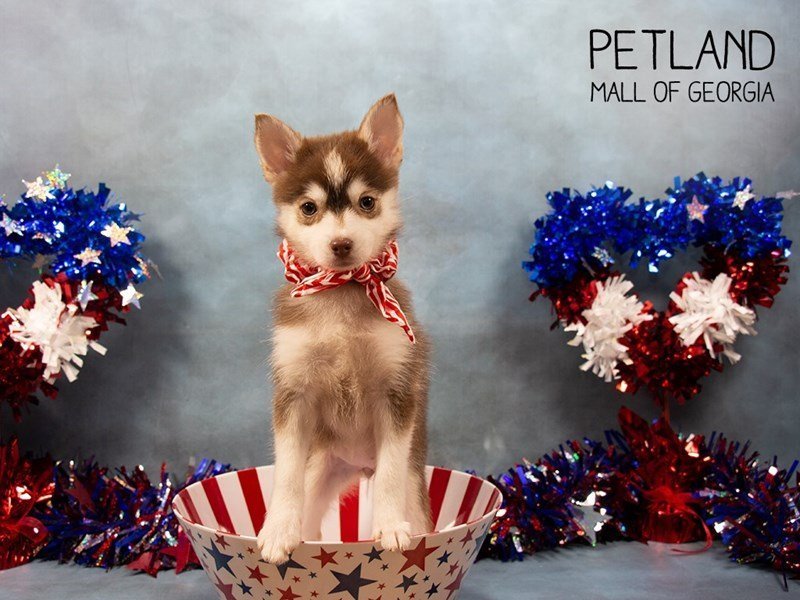 Pomsky Puppy Chocolate White Tan ID:3357 Located at Petland Mall of Georgia