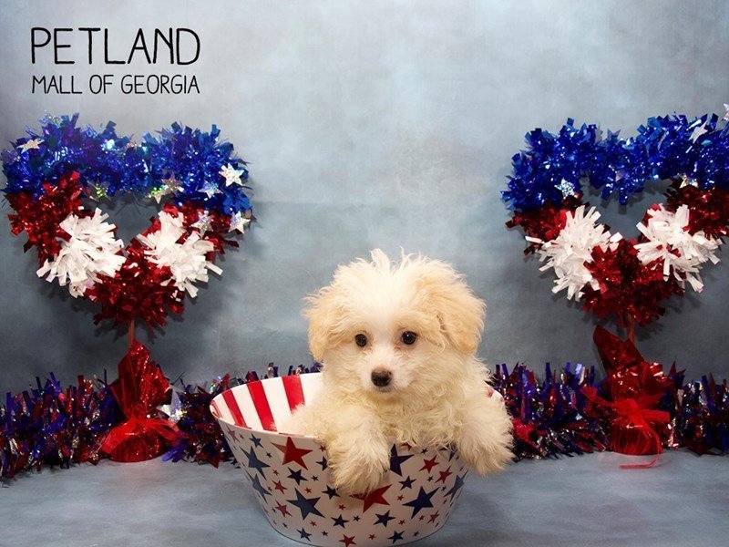 Pomapoo Puppy Cream ID:3516 Located at Petland Mall of Georgia