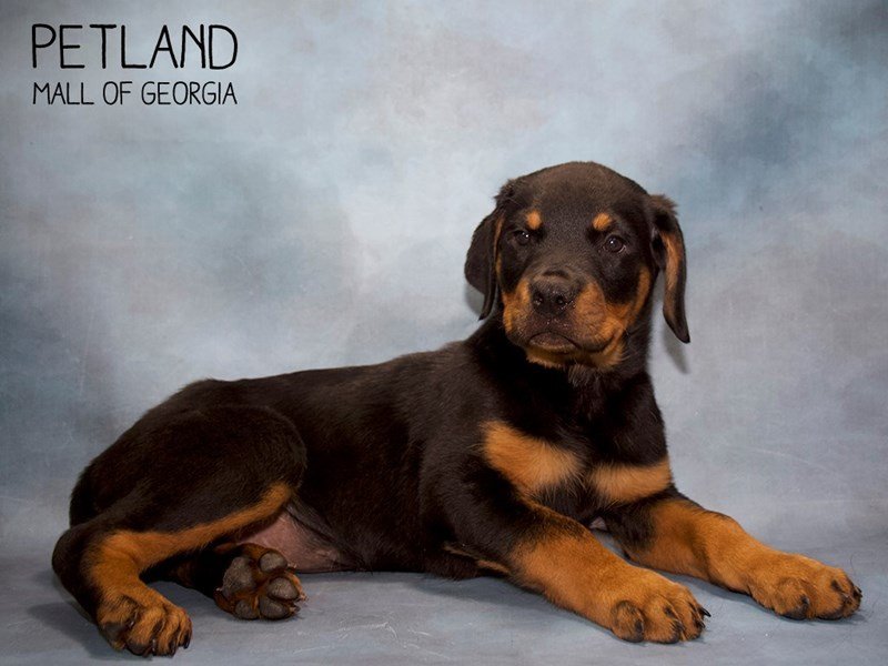 Rottweiler Puppy Black / Rust ID:3581 Located at Petland Mall of Georgia