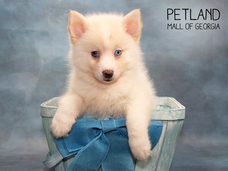 Pomsky Puppy Cream ID:3640 Located at Petland Mall of Georgia