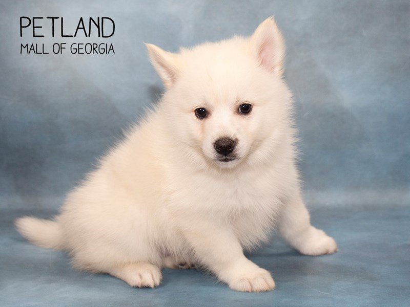 Pomsky Puppy CREAM WHITE ID:3699 Located at Petland Mall of Georgia
