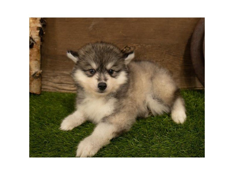 Pomsky Puppy Gray / White ID:3737 Located at Petland Mall of Georgia