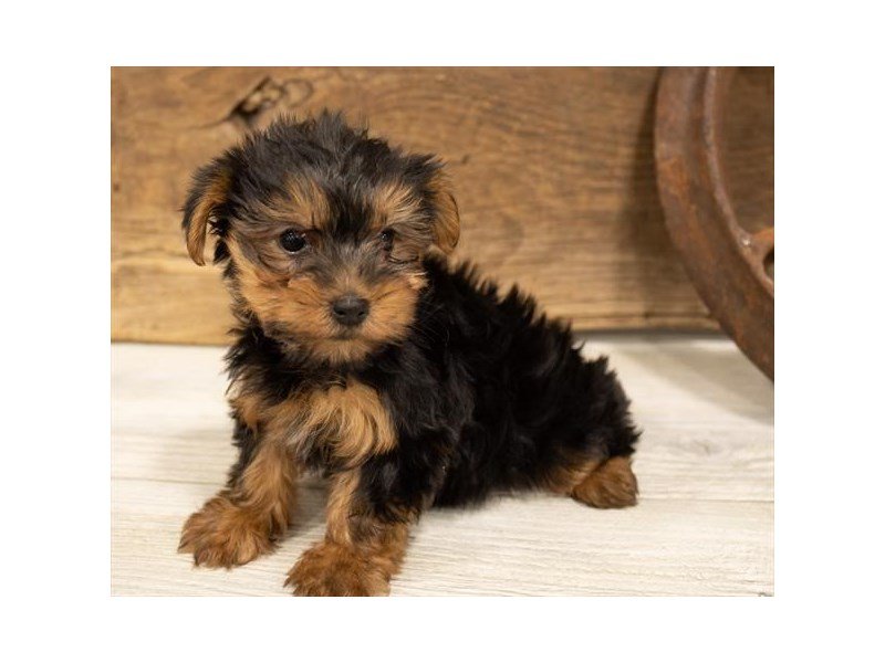 Yorkshire Terrier Puppy Black / Tan ID:3781 Located at Petland Mall of ...