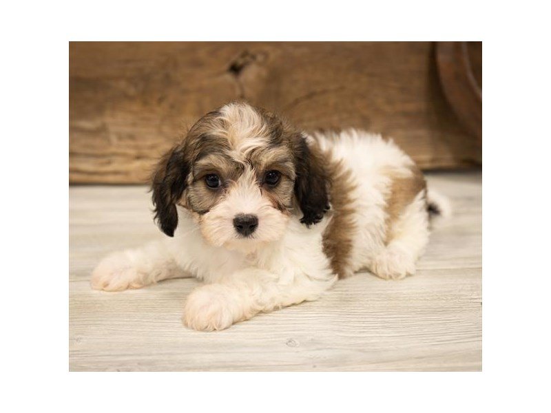 Cavachon Puppy Sable / White ID:3789 Located at Petland Mall of Georgia