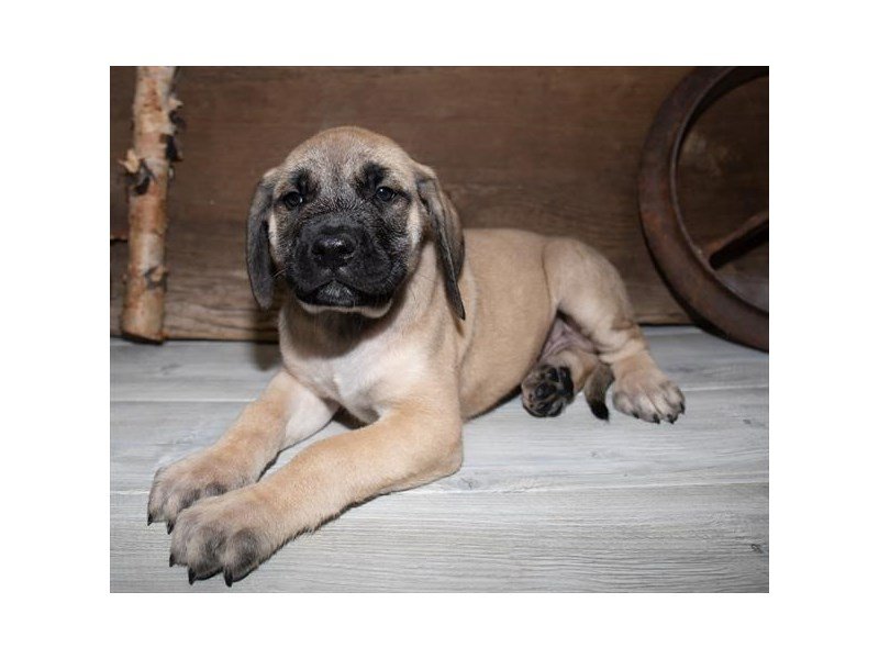 English Mastiff Puppy Fawn ID:3808 Located at Petland Mall of Georgia