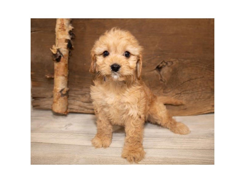 Cavapoo Puppy Apricot ID:3823 Located at Petland Mall of Georgia