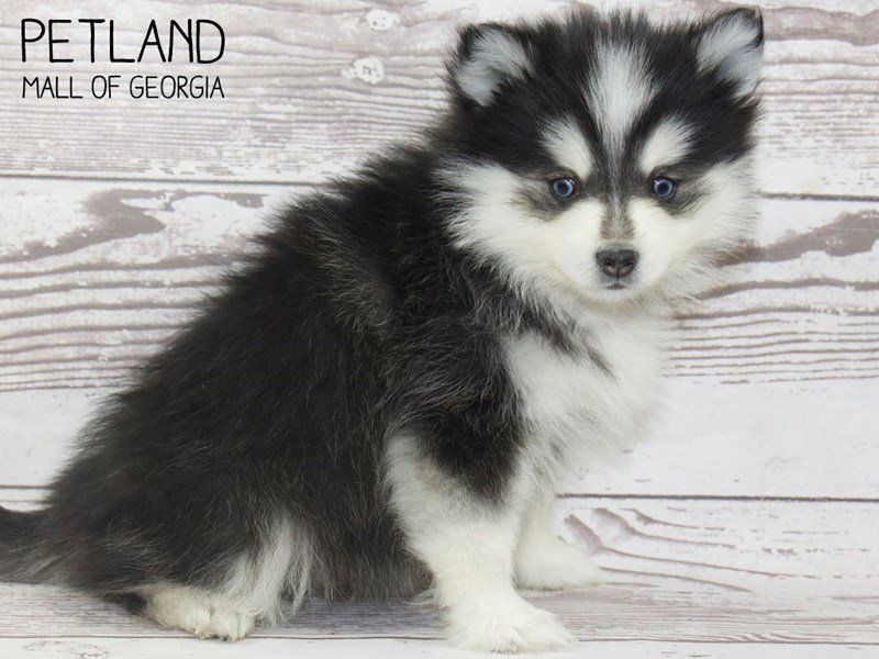 Pomsky Puppy SILVER WH ID:3820 Located at Petland Mall of Georgia