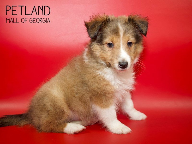 Shetland Sheepdog Puppy Sable / White ID:3929 Located at Petland Mall ...
