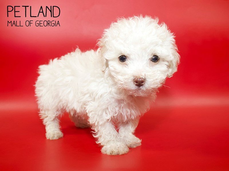 Miniature Poodle Puppy Cream ID:3919 Located at Petland Mall of Georgia